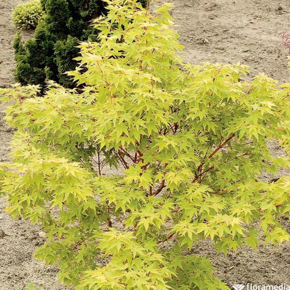Acer negundo winter lightning c10l. | Truffaut