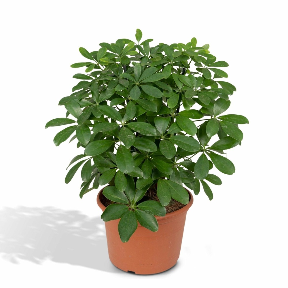 Plante D Interieur Truffaut