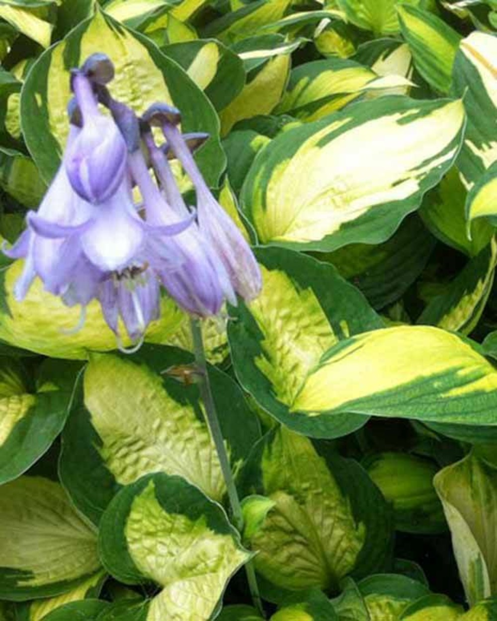 Hosta captain kirk funkia - le pot / ø 9cm | Truffaut