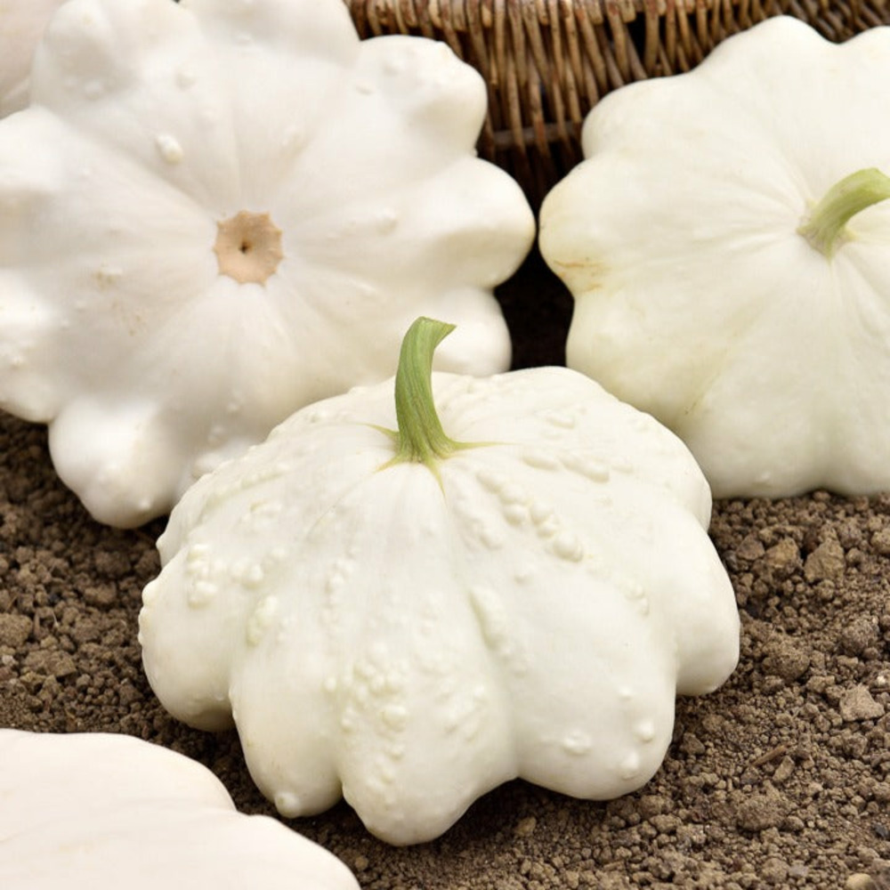 Courge pâtisson blanc, le sachet / 1g / ±5 graines | Truffaut
