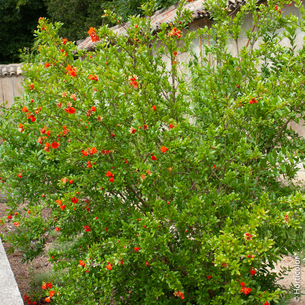 Grenadier à fruits ou punica granatum 'gabès' le pot de 1.5l | Truffaut
