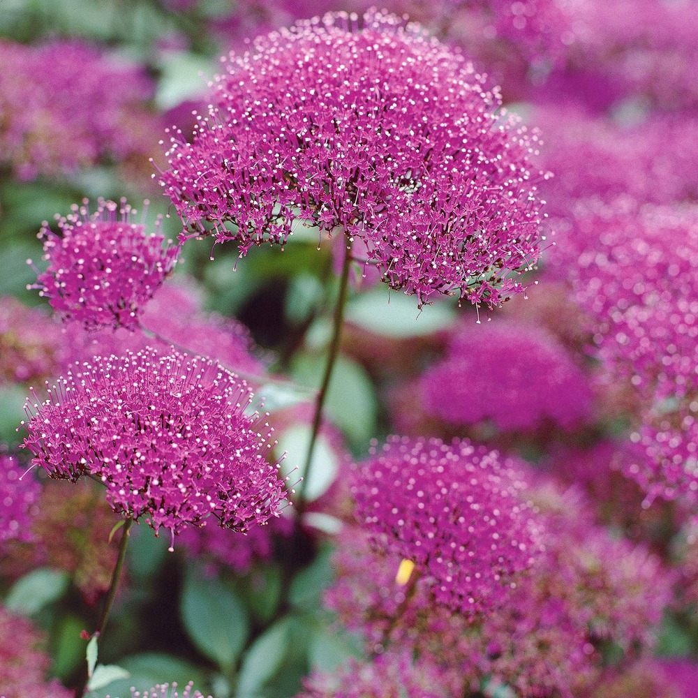 3 trachélies - le paquet de 3 racines nues | Truffaut