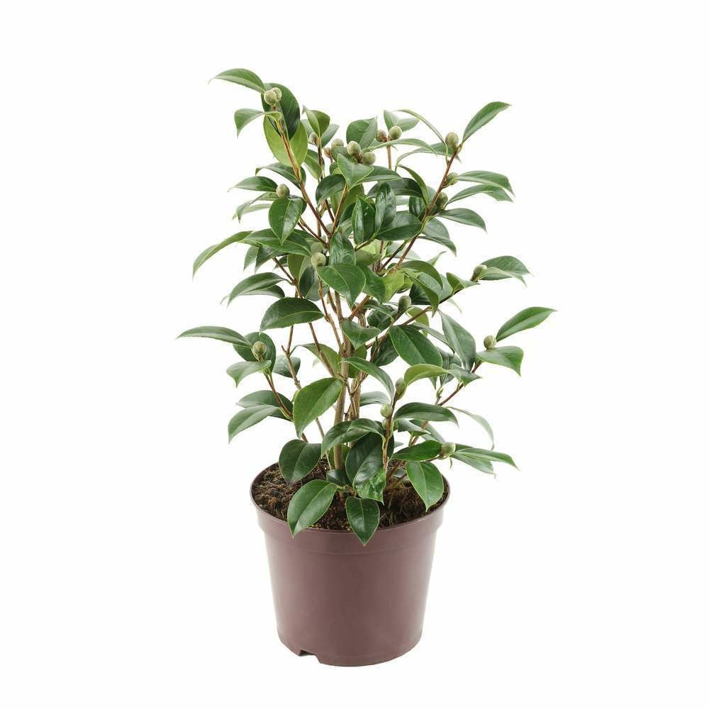 Camélia 'pape jean 23':pot 7,5l | Truffaut