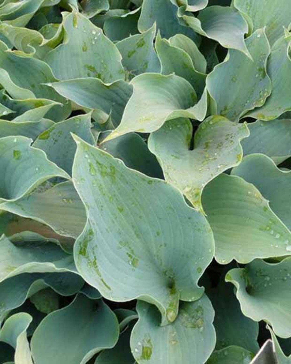Hosta flemish sky - le pot / ø 9cm | Truffaut