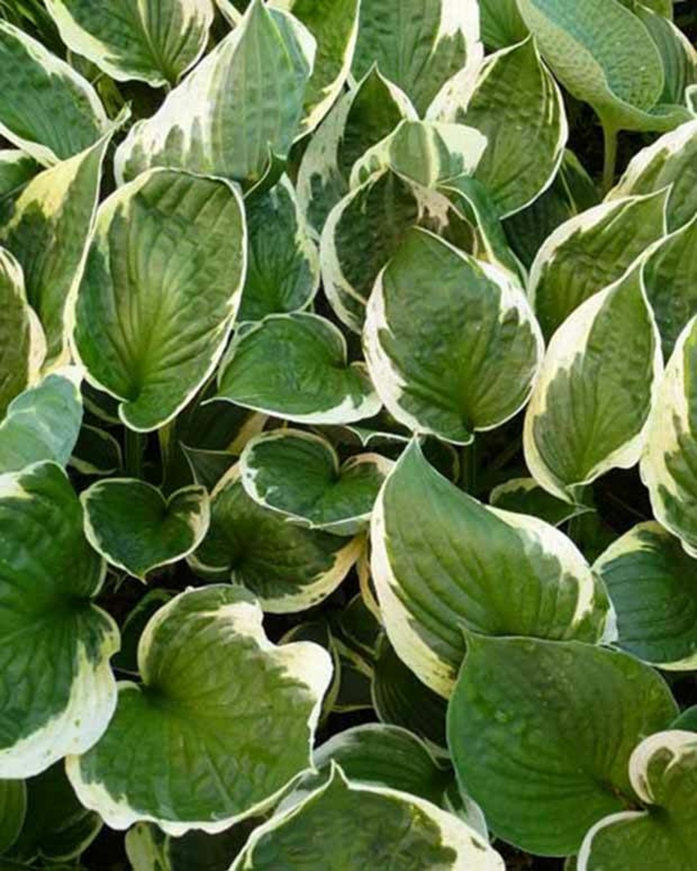 Hosta independence - le pot / ø 9cm | Truffaut