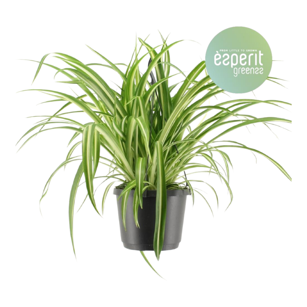 Plante D Interieur Truffaut