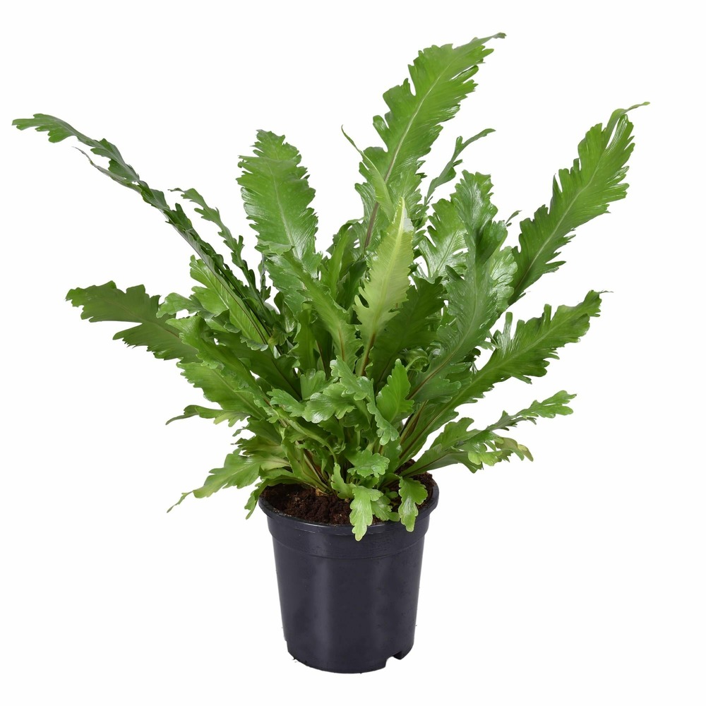 Plante d'intérieur - asplenium 'campio' 45cm - plante d'intérieur 45cm ...