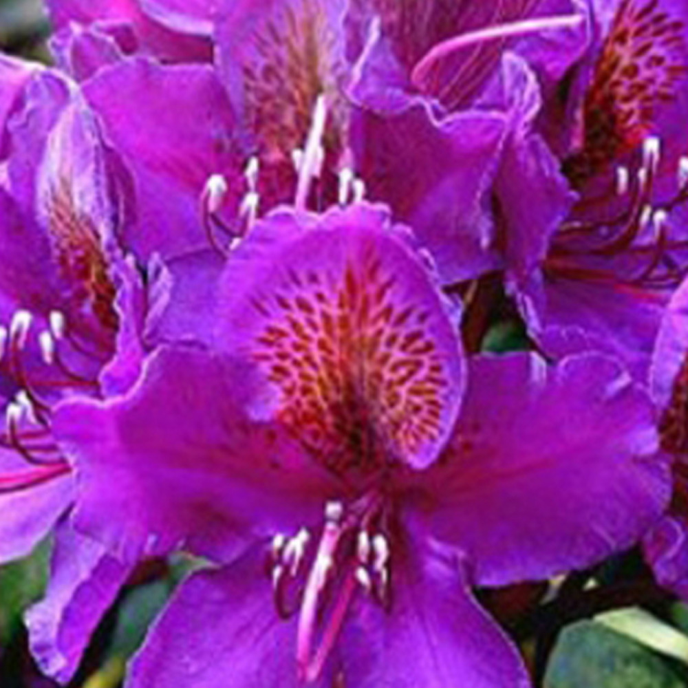 Rhododendron 'marcel menard' - rhododendron 'marcel menard' - 40-50 cm ...