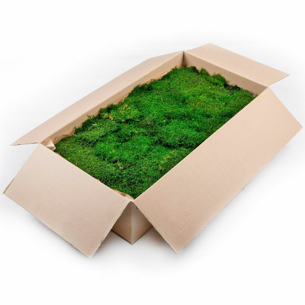 Mof/2510 mousse plate stabilisée vert forêt carton en vrac 2 | Truffaut