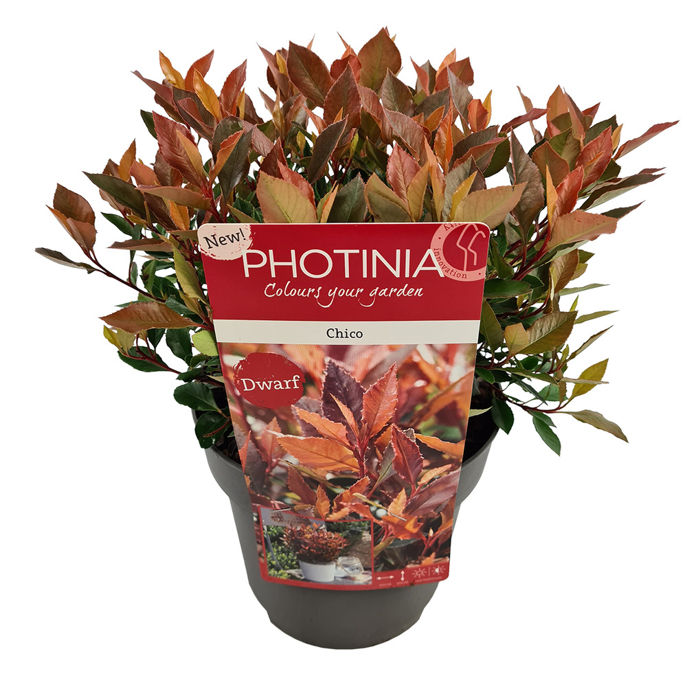 Photinia fraseri 'chico' ® - plante d'extérieur et pot de culture ⌀13 ...