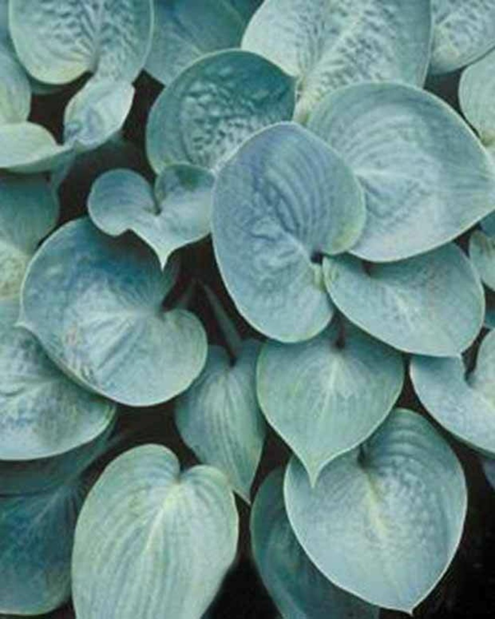 Hosta prairie sky - le pot / ø 9cm | Truffaut