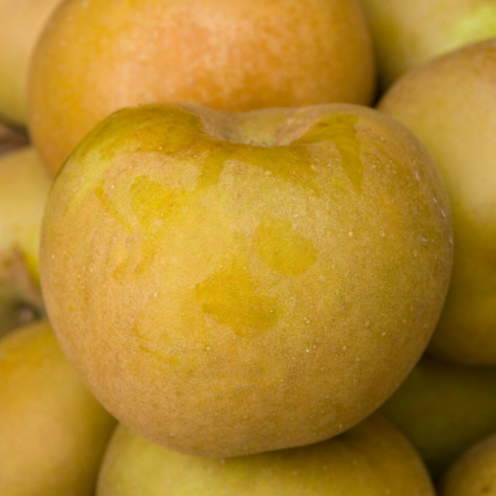 Pommier reinette grise du canada/[-]pot de 12l - 1/2 tige - 150/175 cm ...