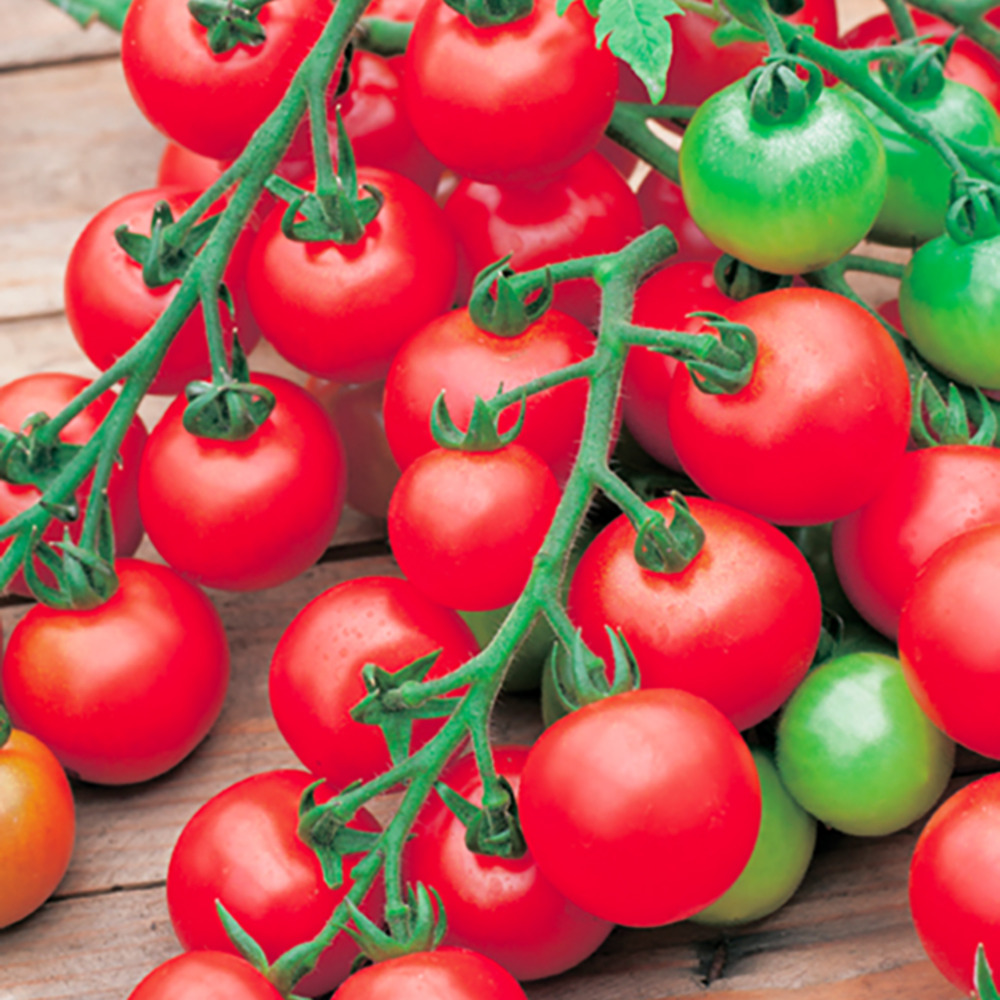 Plant de tomate greffee cocktail harmony pot 1 l | Truffaut