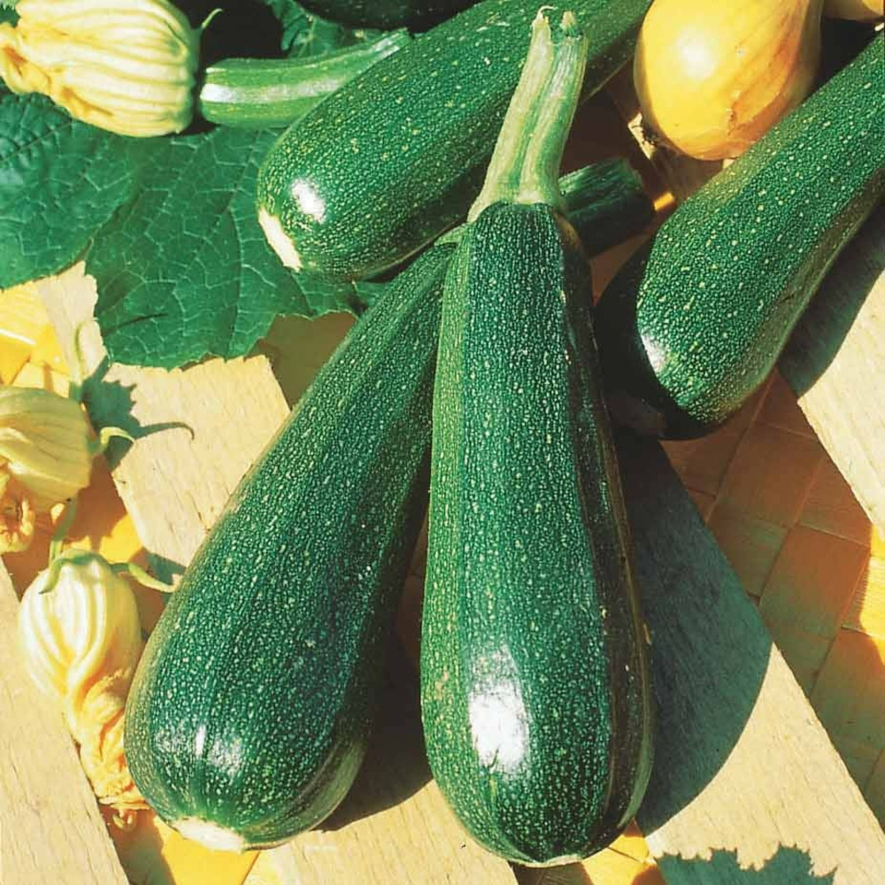 Courgette verte non coureuse des maraîchers bio, le sachet / 2g / ±10 ...