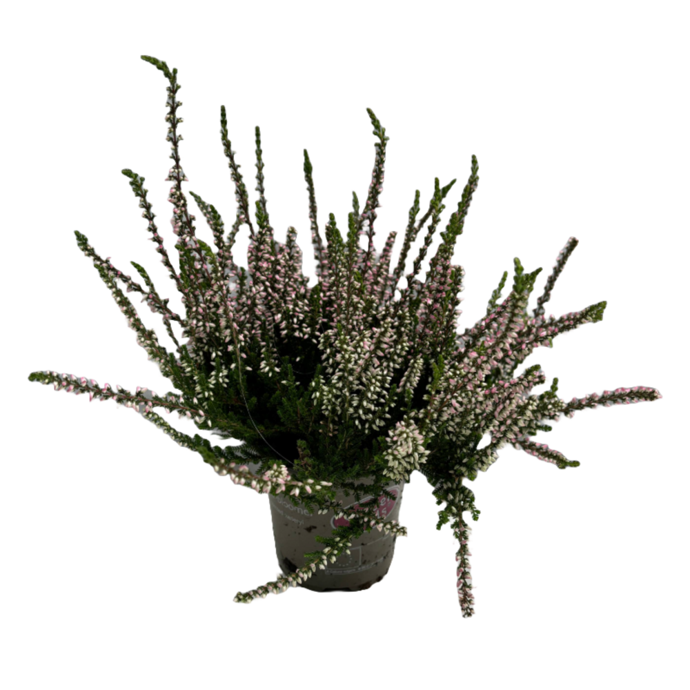 Bruyere calluna garden girls rose pale pot 10.5cm | Truffaut