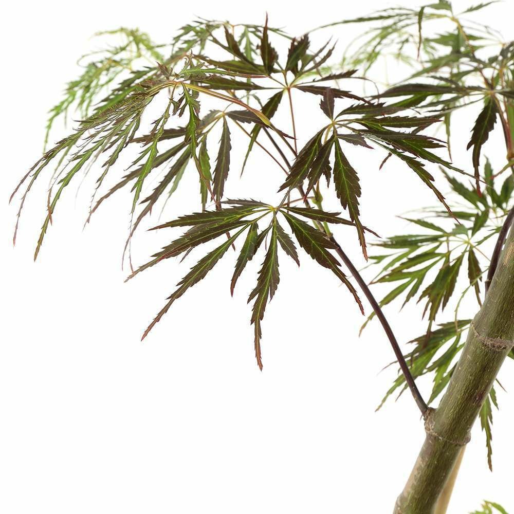 Acer palmatum diss. Princess rouge : c.10l | Truffaut