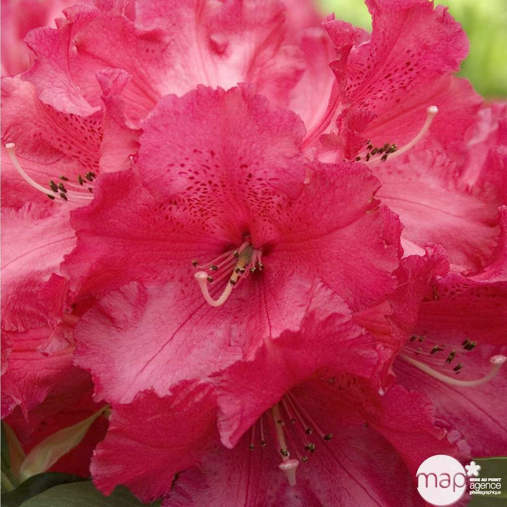 Rhododendron x 'markeeta 's prize':15 litres (rouge vif) | Truffaut