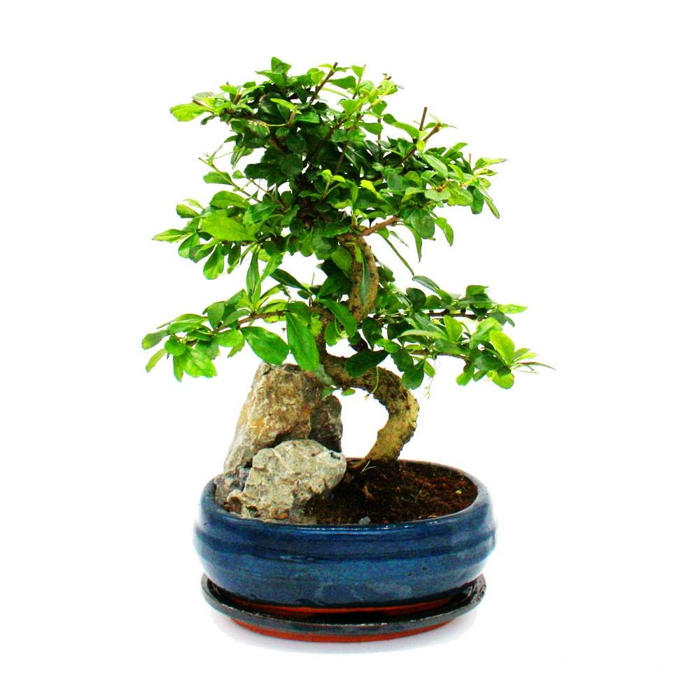 Bonsai fukientee - carmona microphylla - paysage rocheux - environ 8 ...