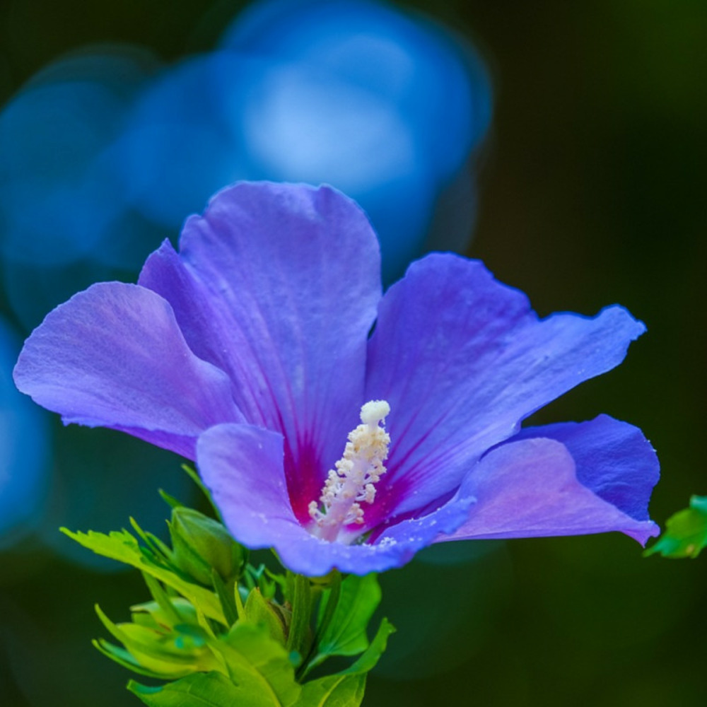 Hibiscus, althéa marina/[-]pot de 4l - 40/60 cm | Truffaut