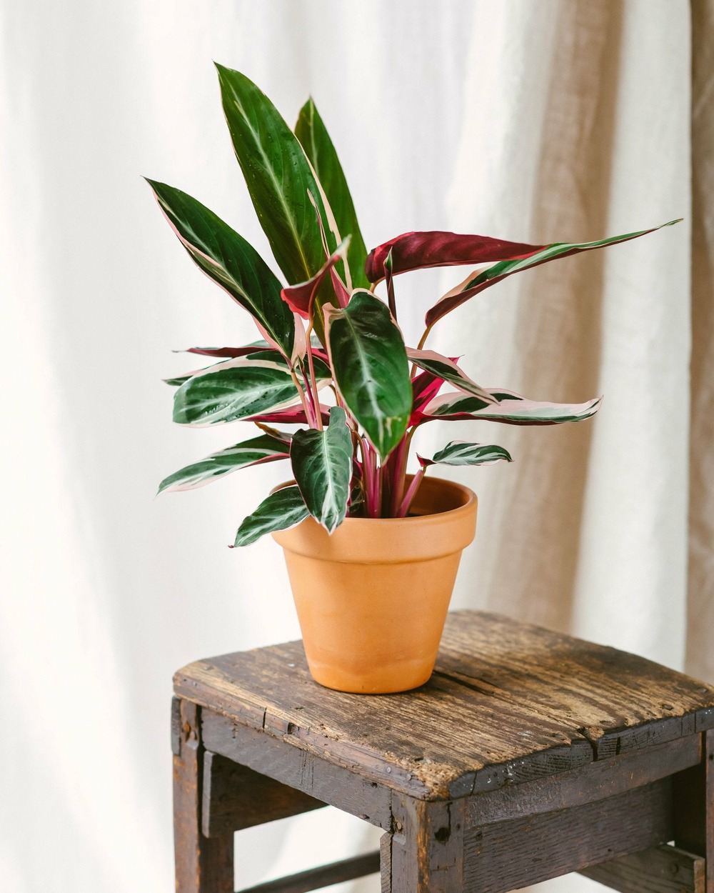 Plante d'intérieur - calathea triostar m 50cm | Truffaut