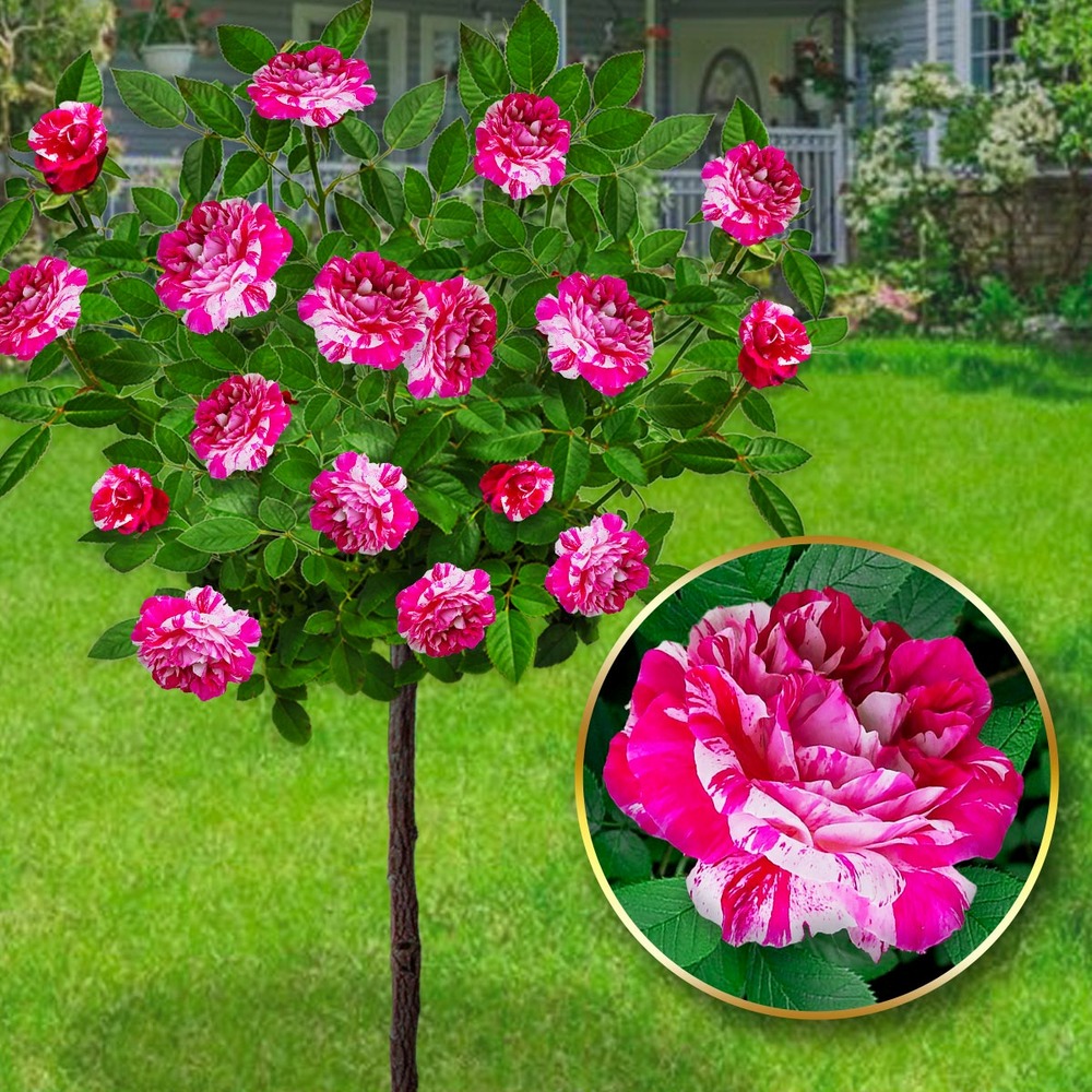 Rosier demi-tige Papageno - 60/70 cm - pour pots et pleine terre ...