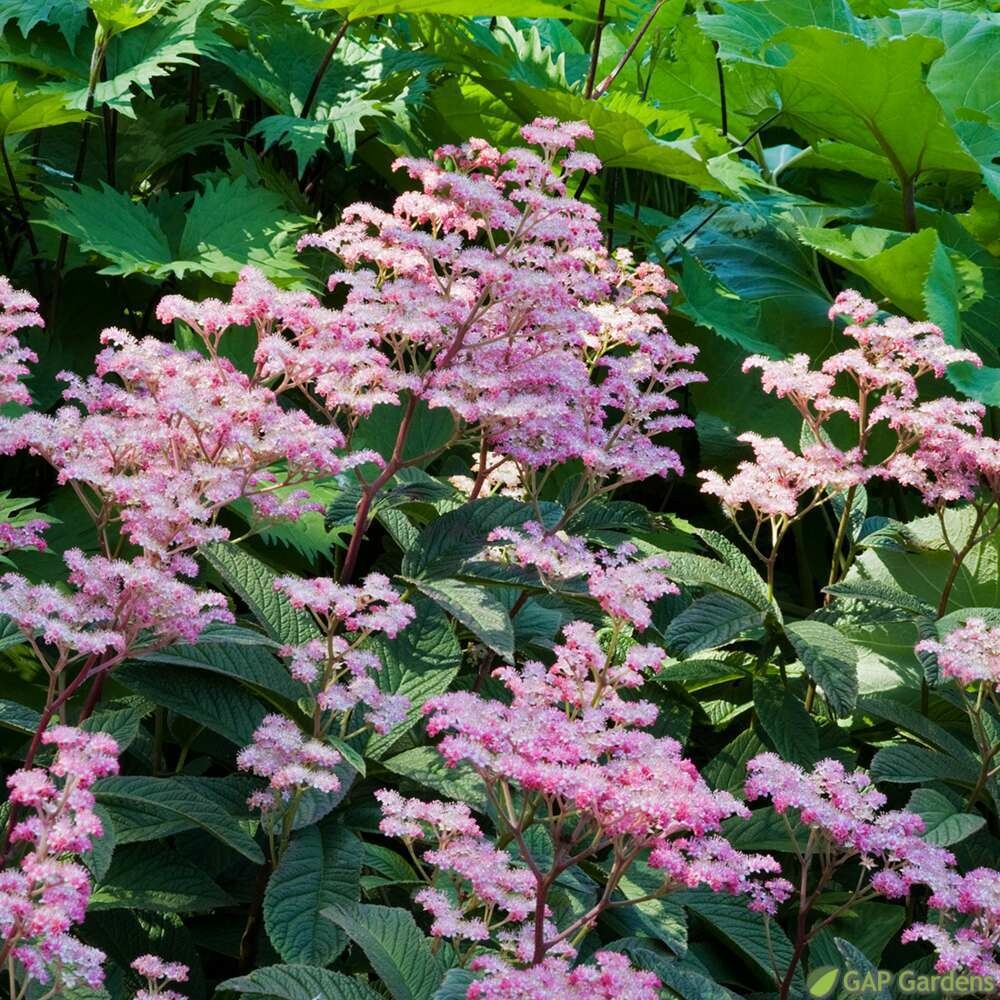 Rodgersia pinnata 'chocolate wings':pot 4l | Truffaut