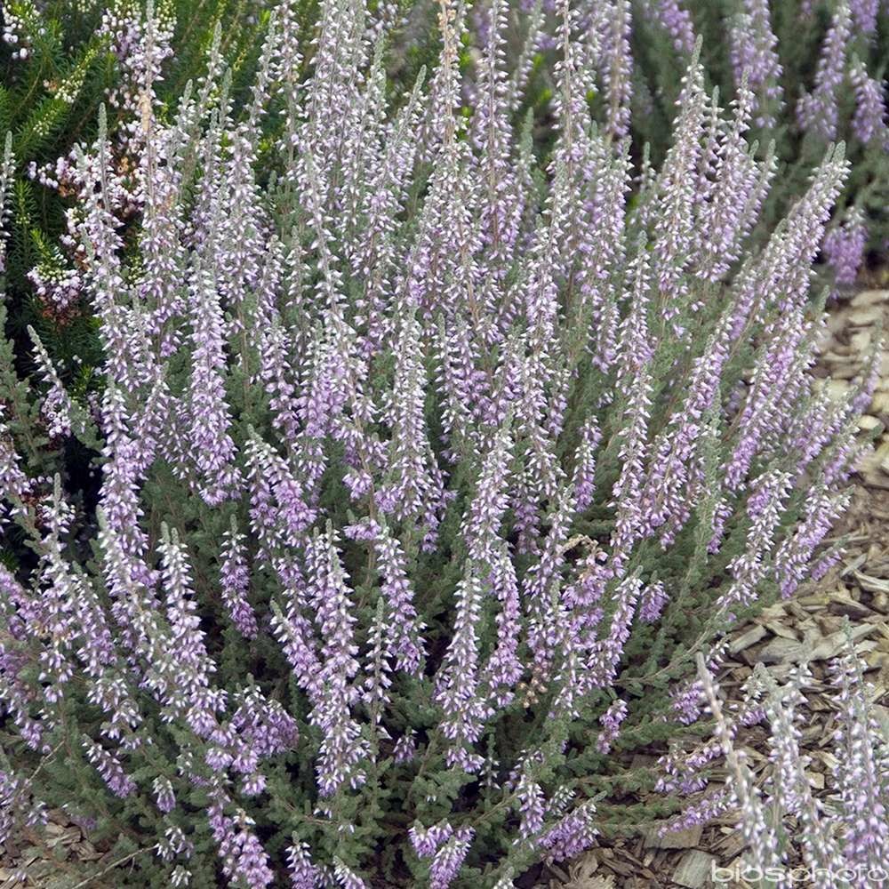 Calluna vulgaris 'silver knight' : c3l | Truffaut
