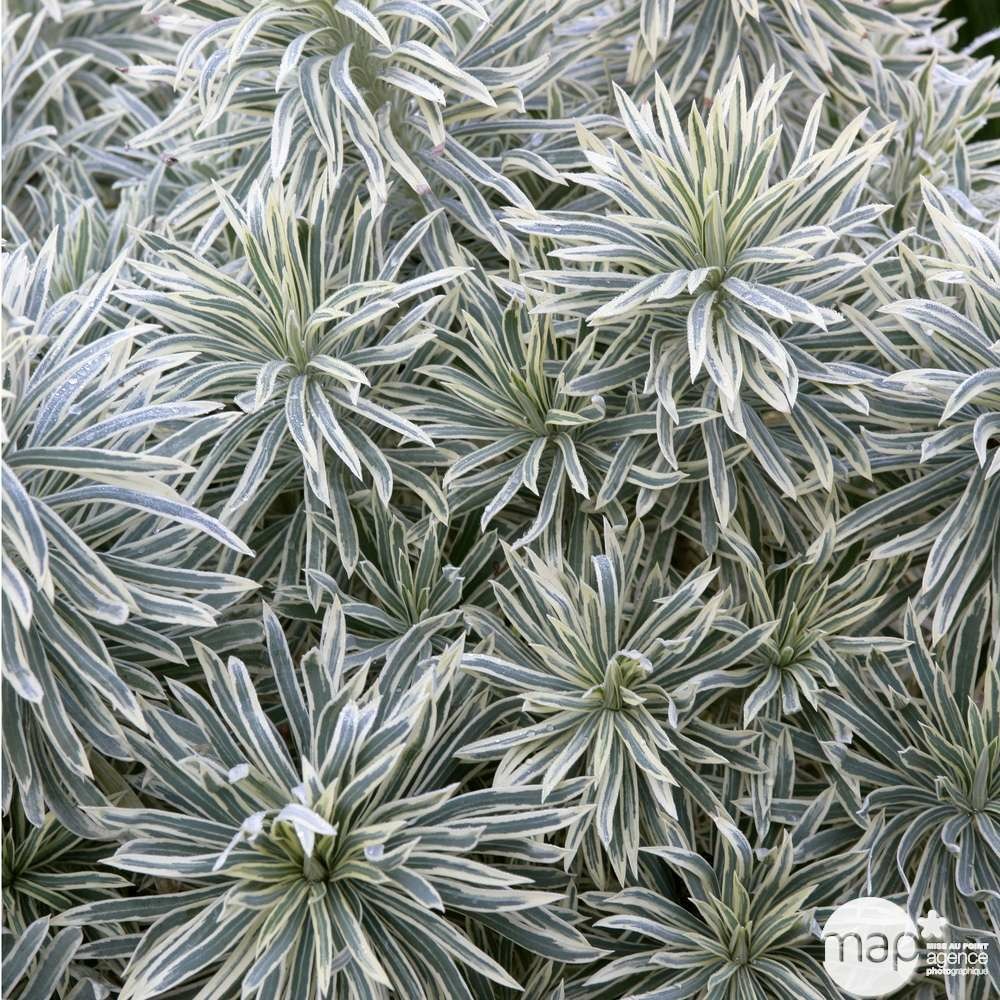Euphorbia characias 'tasmanian tiger':pot 4l | Truffaut