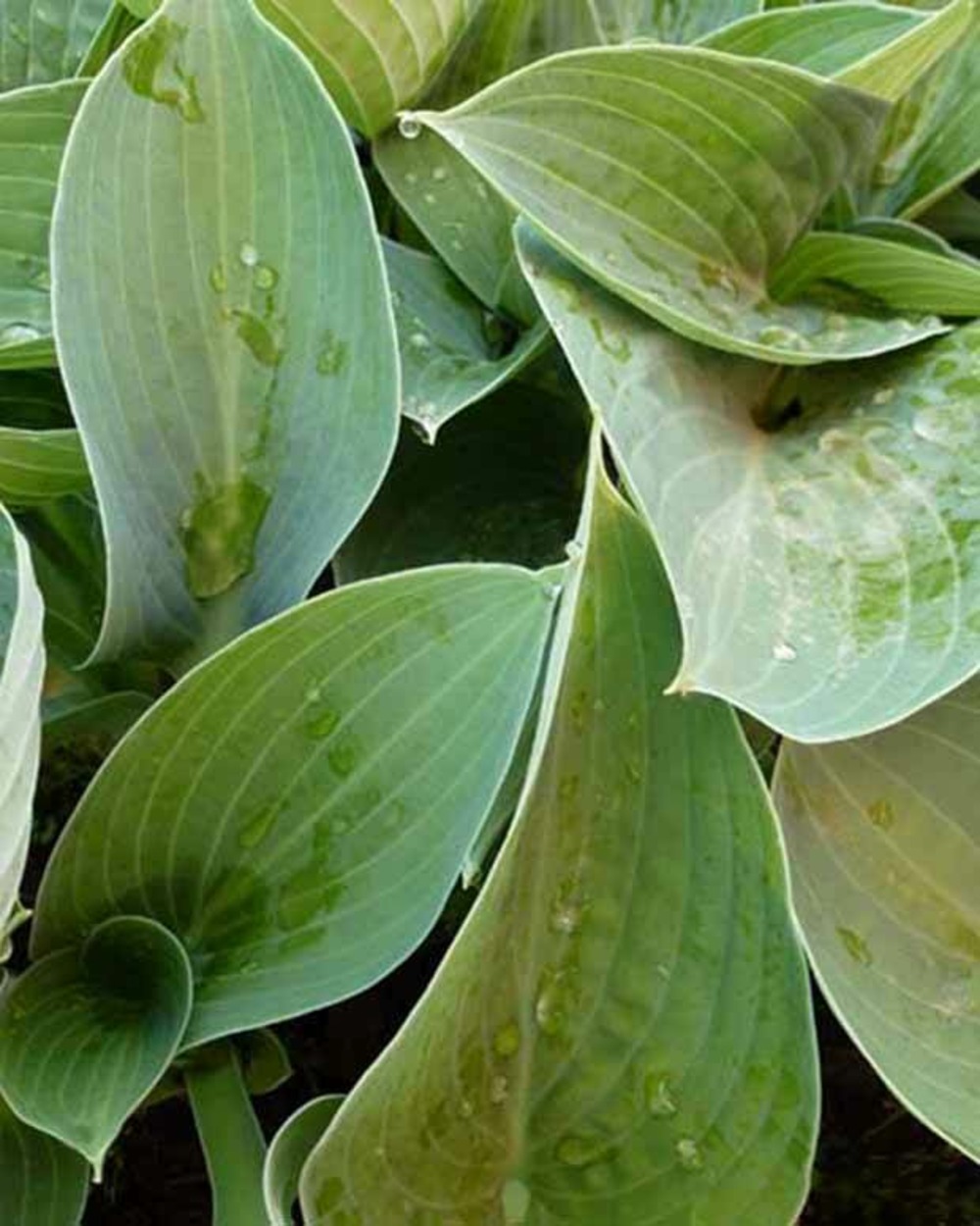 Hosta brother ronald funkia - le pot / ø 9cm | Truffaut