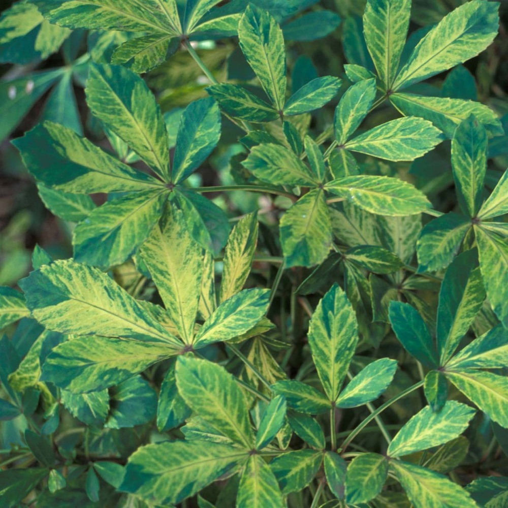 Pseudopanax 'goldsplash ' pot de 3l/4l | Truffaut