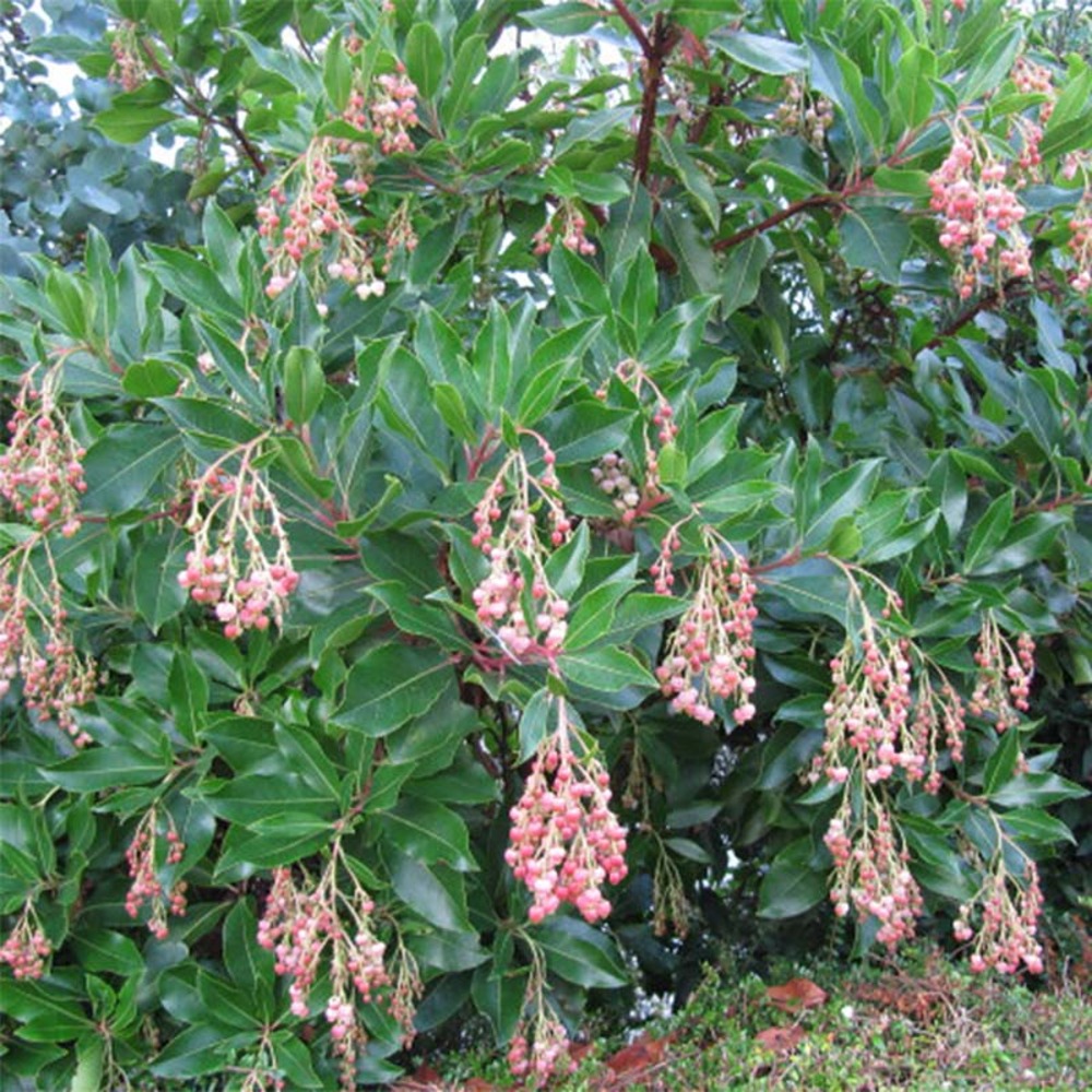 Arbousier, arbre à fraises 'rubra' pot de 7,5l/10l | Truffaut