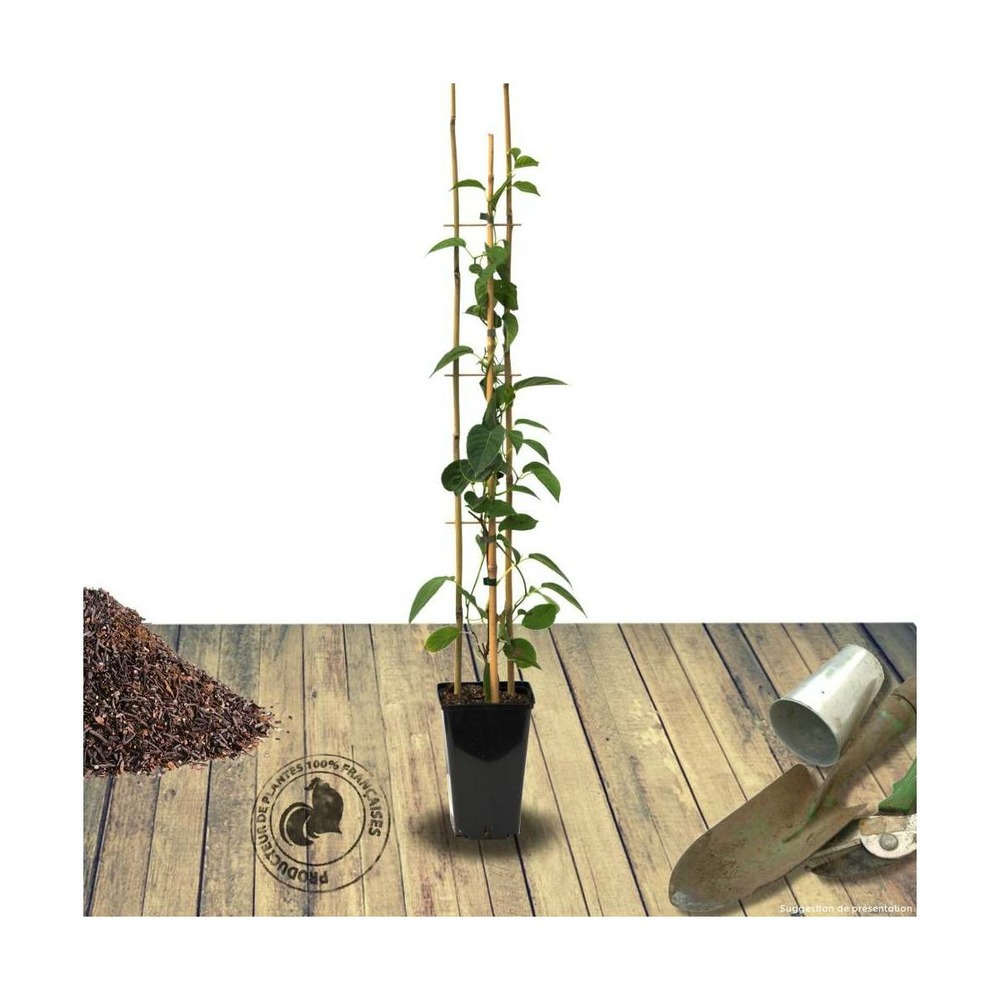 Kiwi de sibérie arguta super issaï (autofertile)/actinidia arguta ... Kiwi de sibérie arguta super issaï (autofertile)/actinidia arguta ...