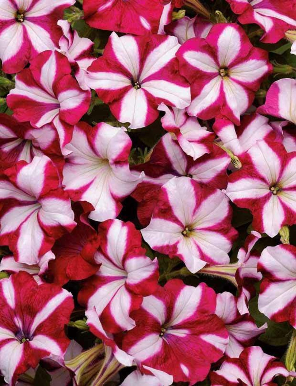 Pétunia retombant easy wave burgundy star f1 - le sachet / 10 graines ...