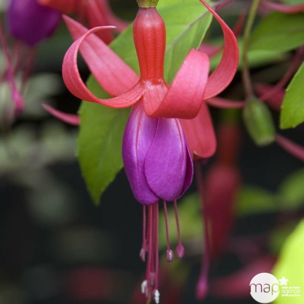 Fuchsia 'genii ': conteneur 4 litres | Truffaut