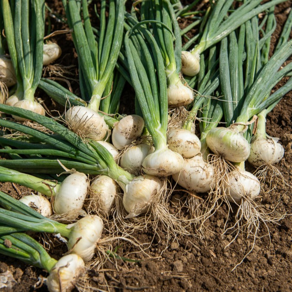 Oignon blanc de barletta, le sachet / 4g / ±920 graines | Truffaut