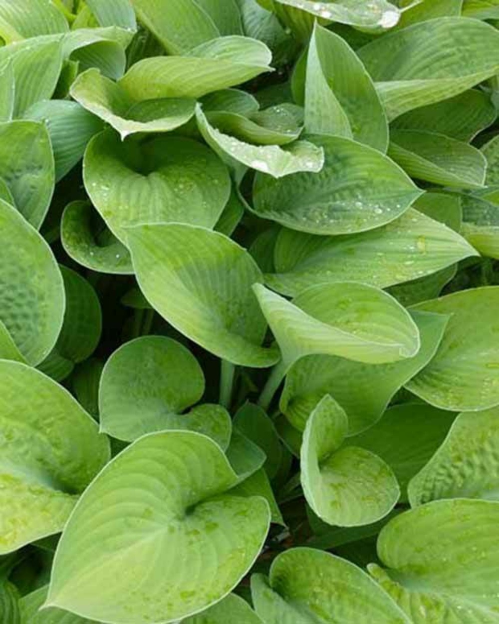 Hosta gold regal funkia - le pot / 3l | Truffaut