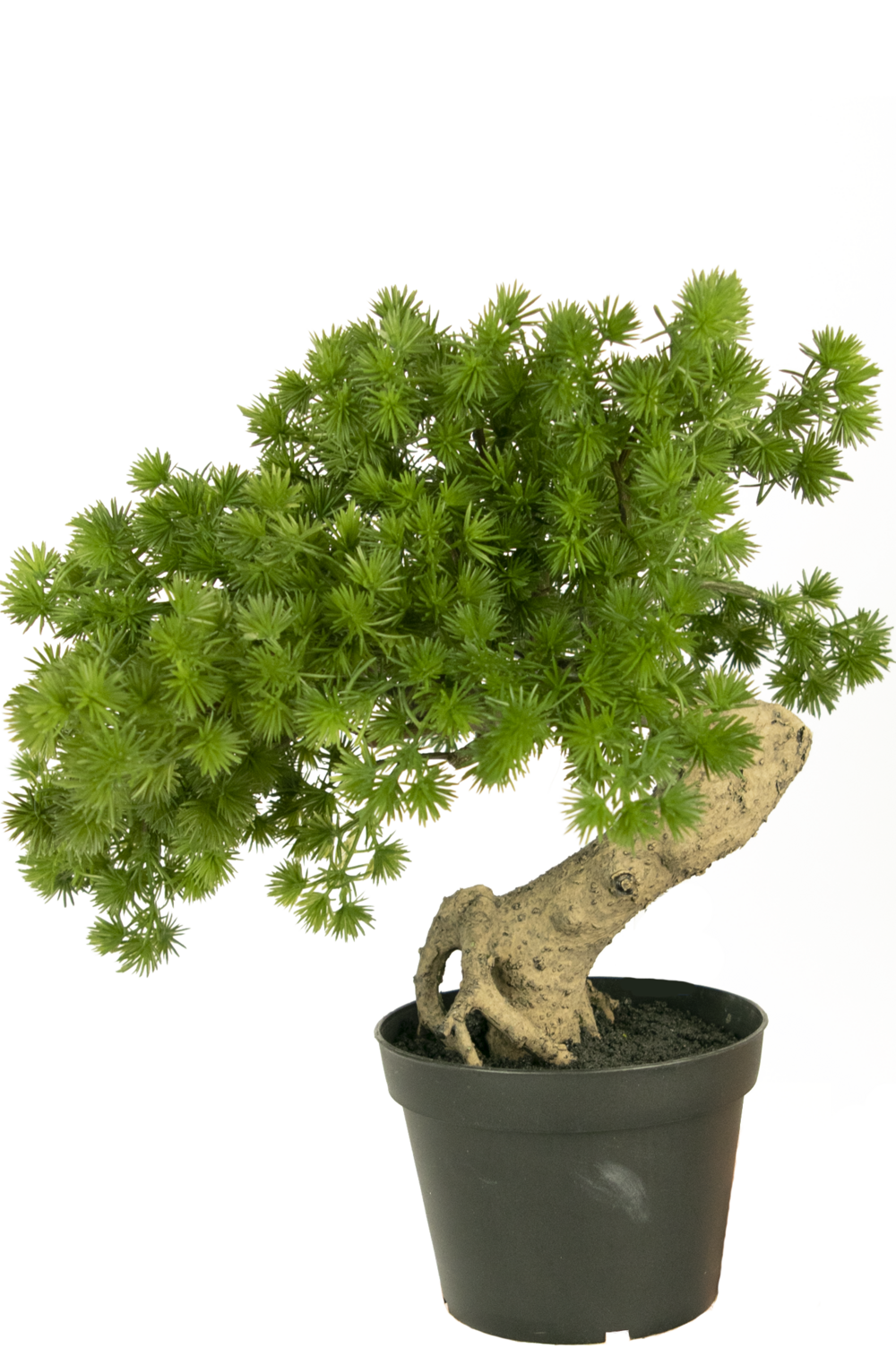 Arbre bonsaiboom pin 40 cm | Truffaut