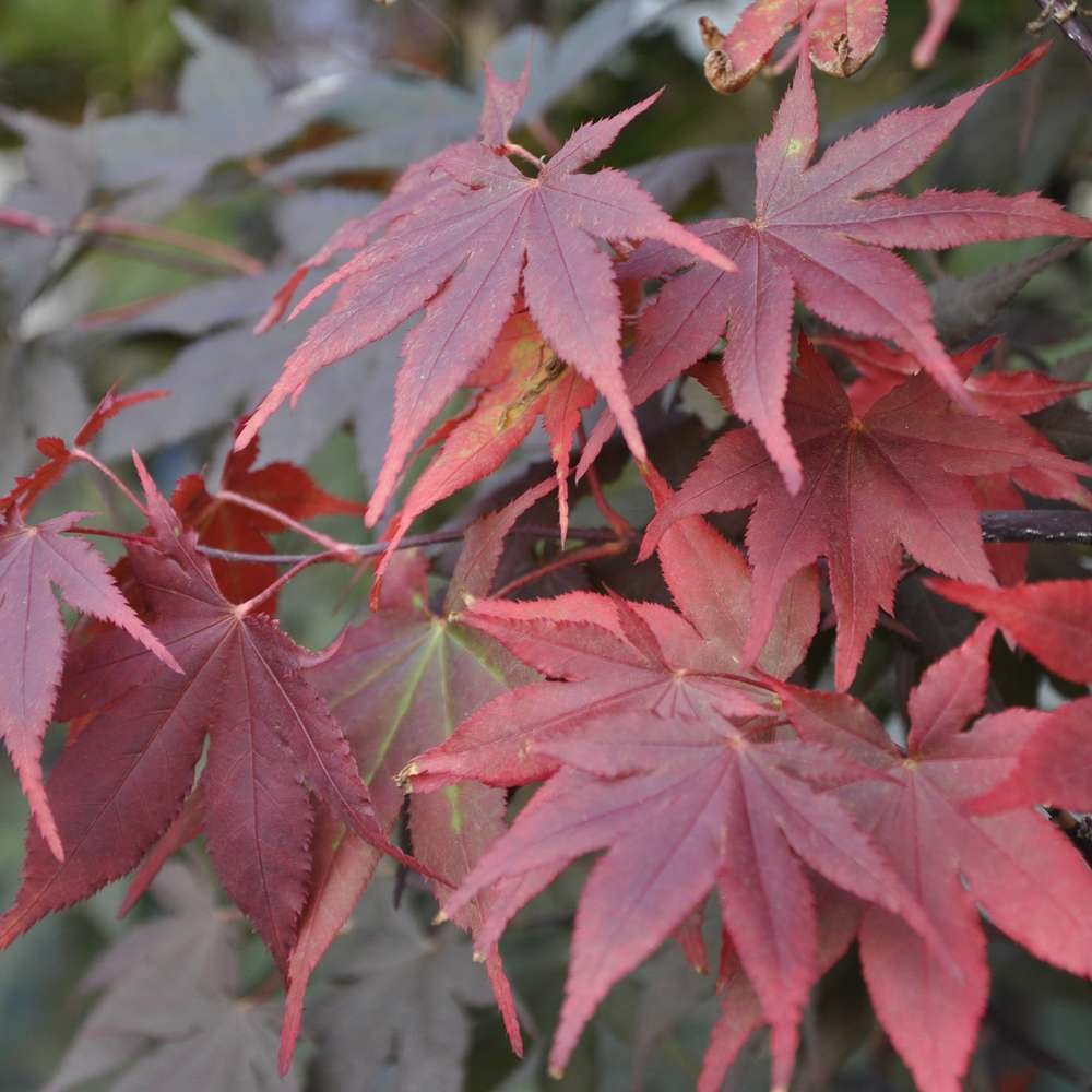 Acer palmatum okagami : c.10l | Truffaut