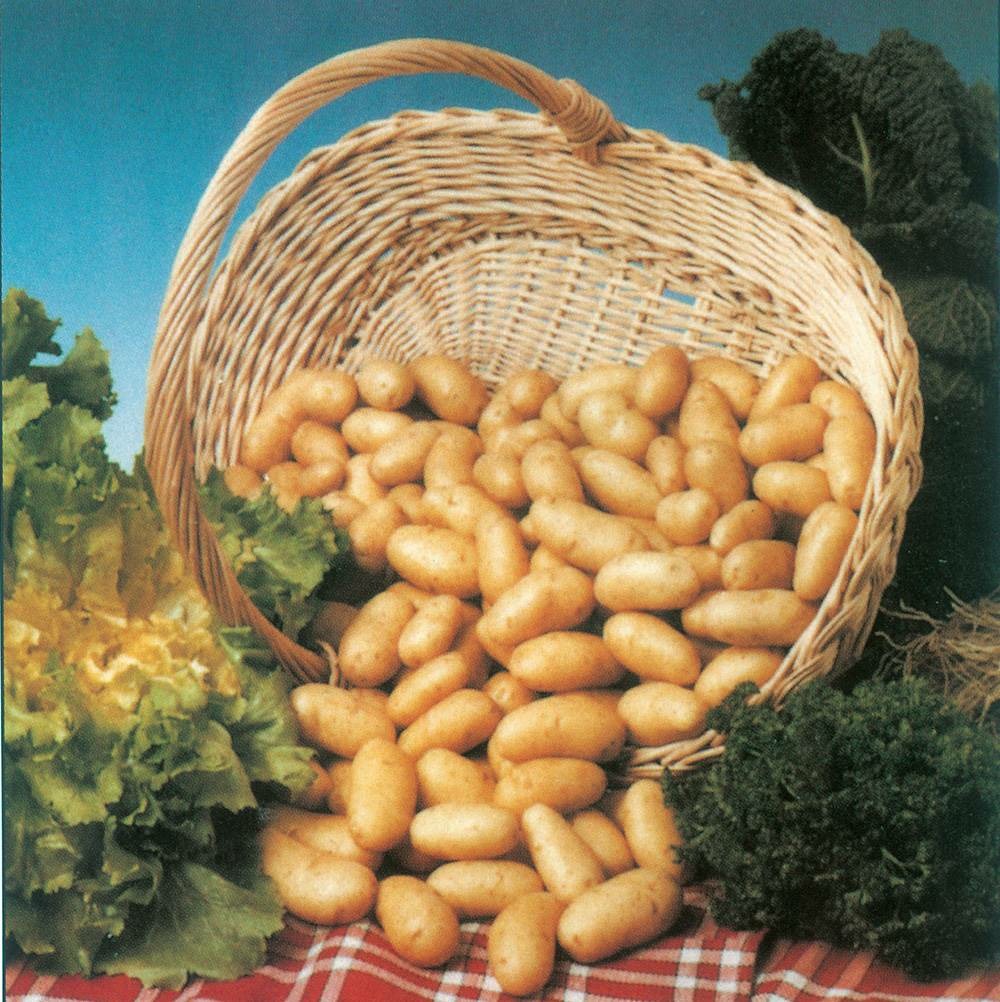 Pompadour - les 25 plants | Truffaut