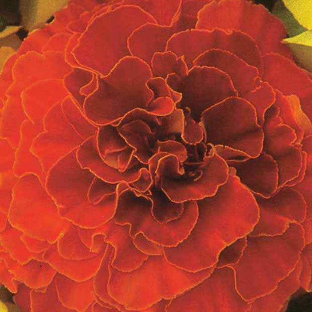 Oeillet d'inde solar red f1, le sachet / 25 graines | Truffaut