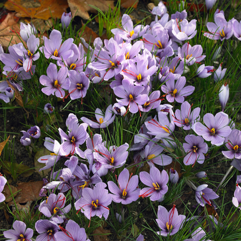 Mélange de 40 - crocus sativus - crocus safran - bleu - bulbes à fleurs ...