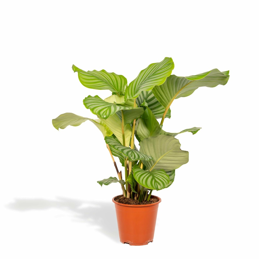 Truffaut Plante Interieur