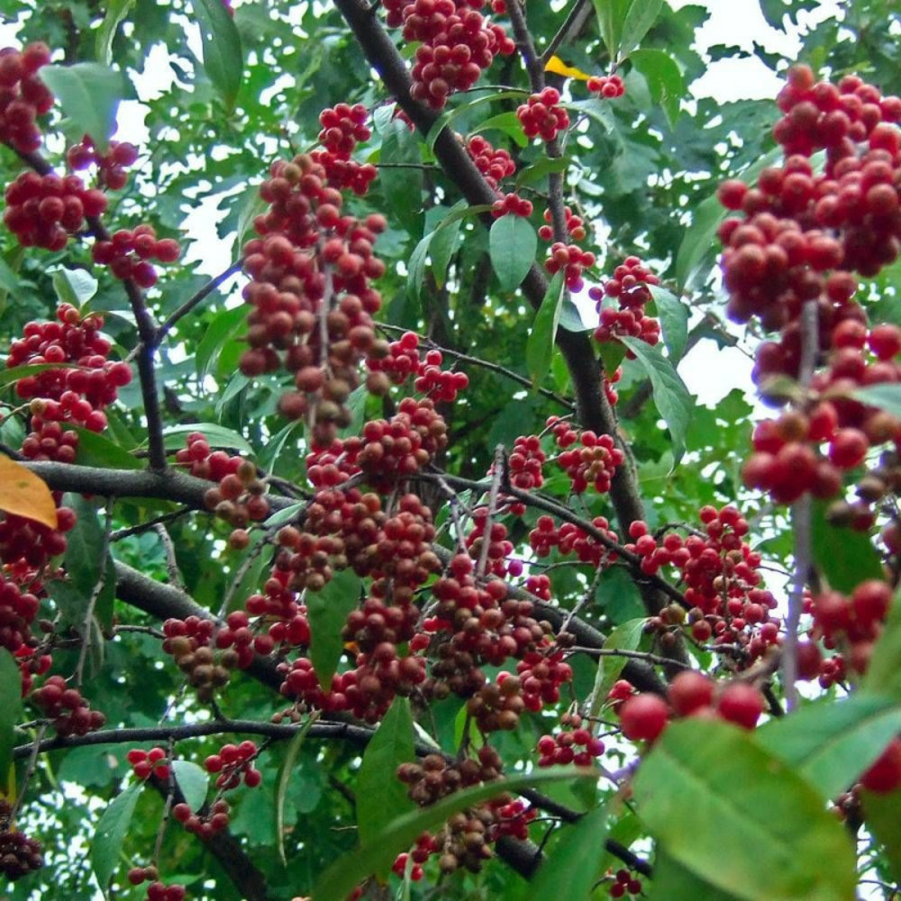 Elaeagnus pointilla® 'amoroso', chalef d'automne à baies de goumi pot ...
