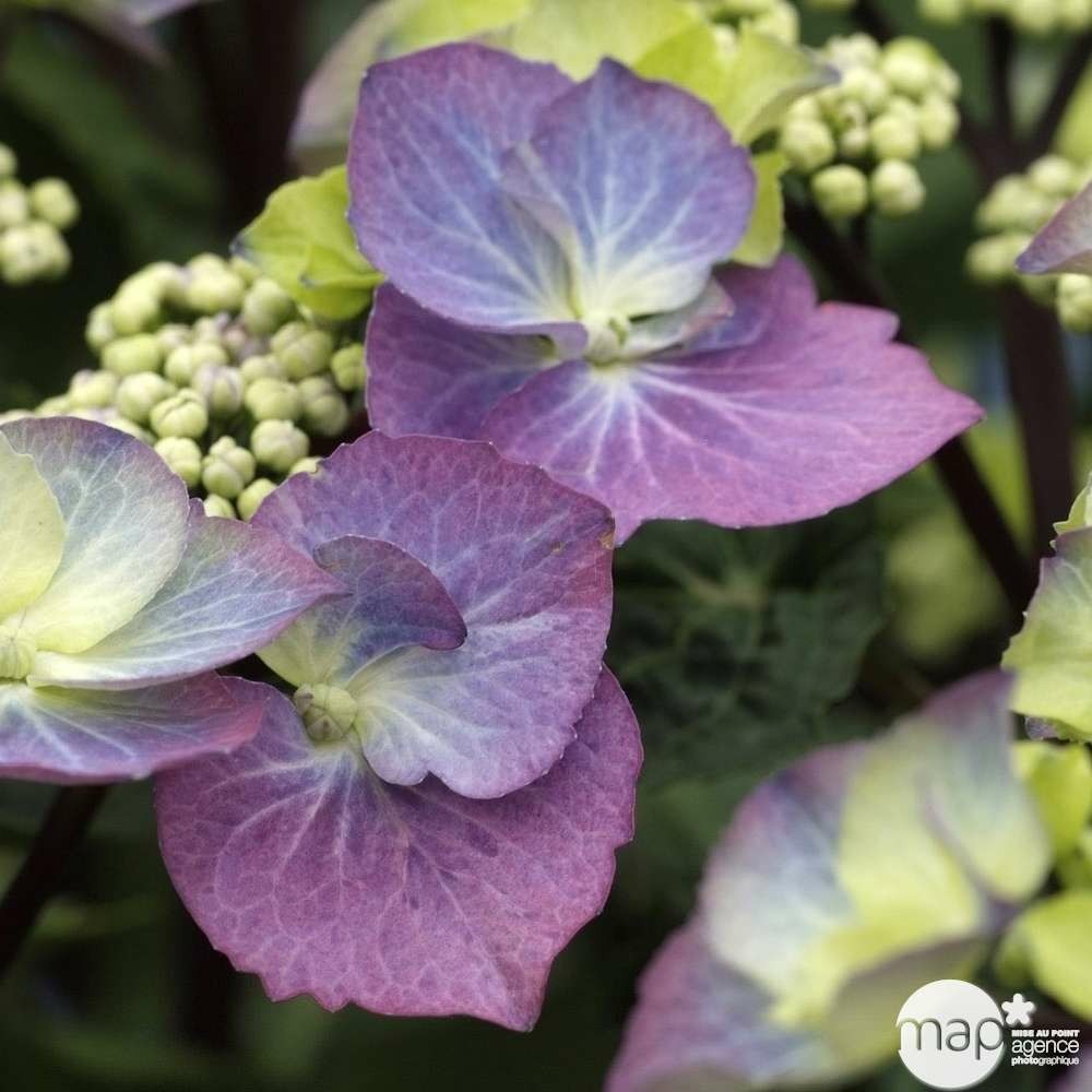 Hydrangea macrophylla 'zorro'® bleu:pot 15l | Truffaut