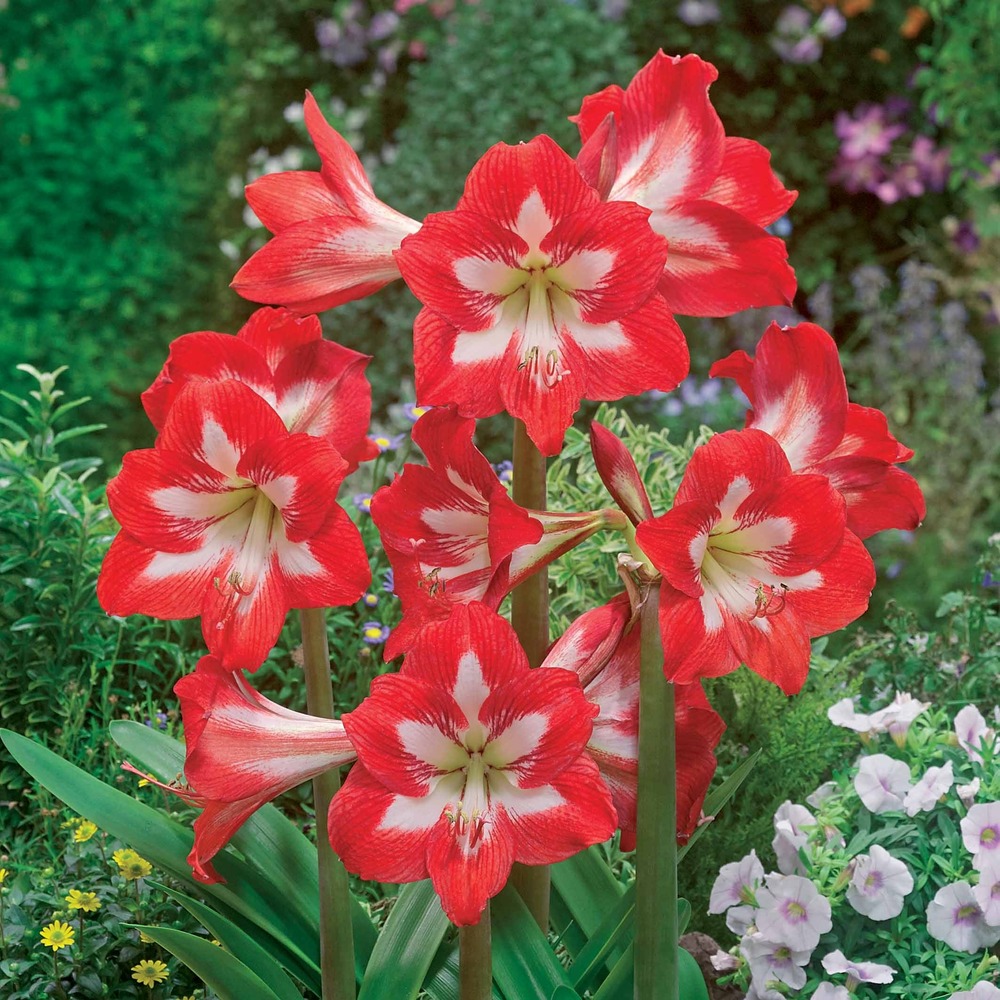 3 amaryllis de jardin sonatini eye catcher - le sachet de 3 bulbes ...