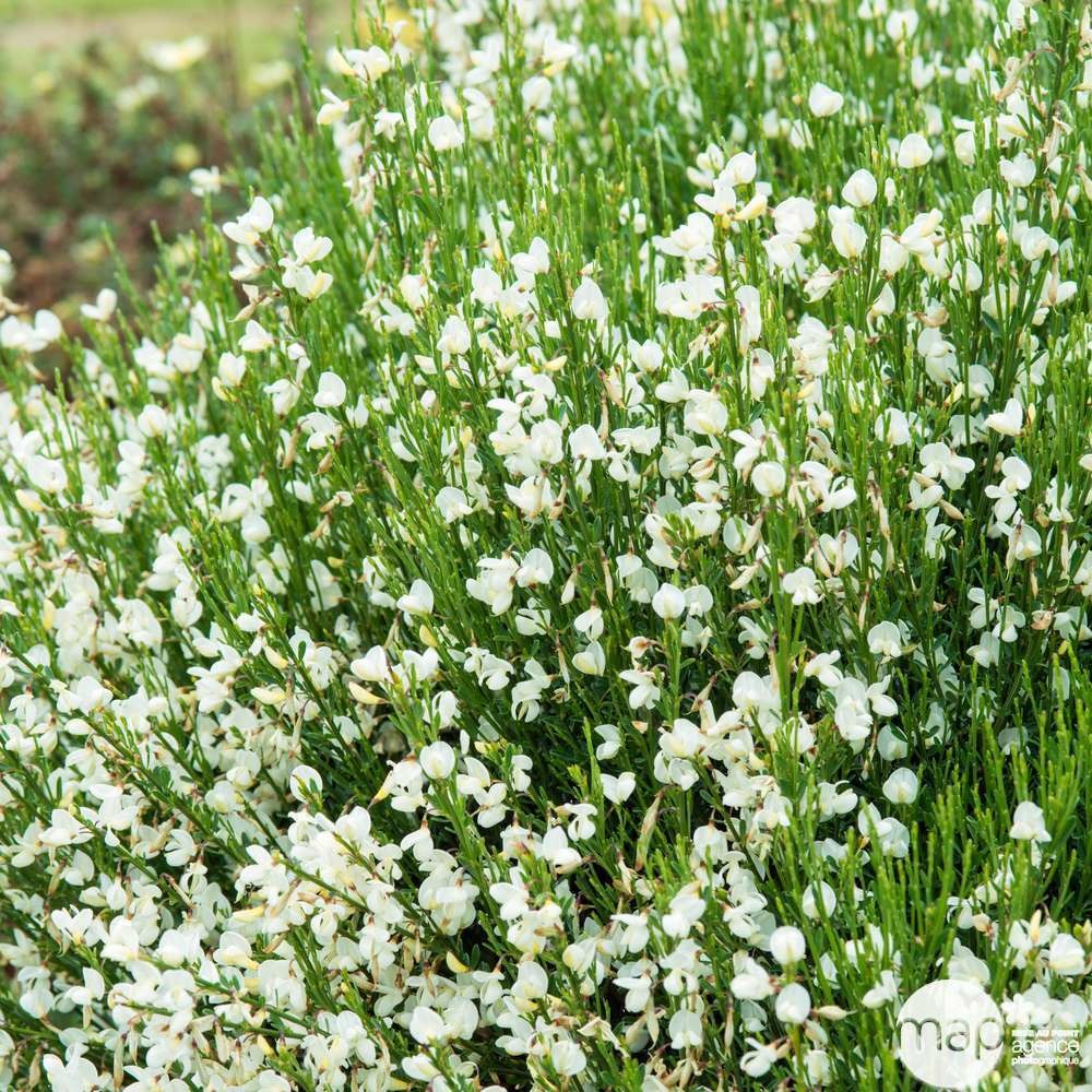 Cytisus x praecox ' alba ': c4l | Truffaut