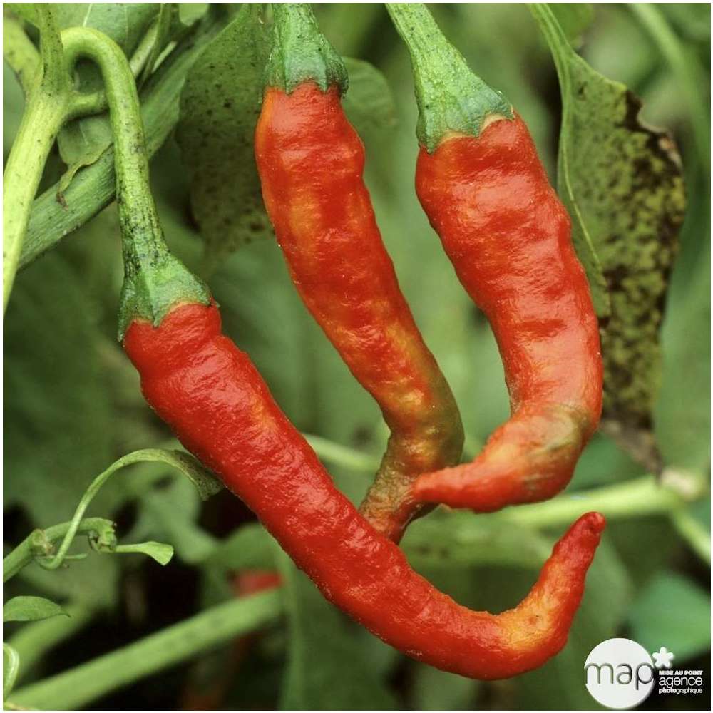 "Culture de piment Cayenne : conseils pour planter et entretenir"