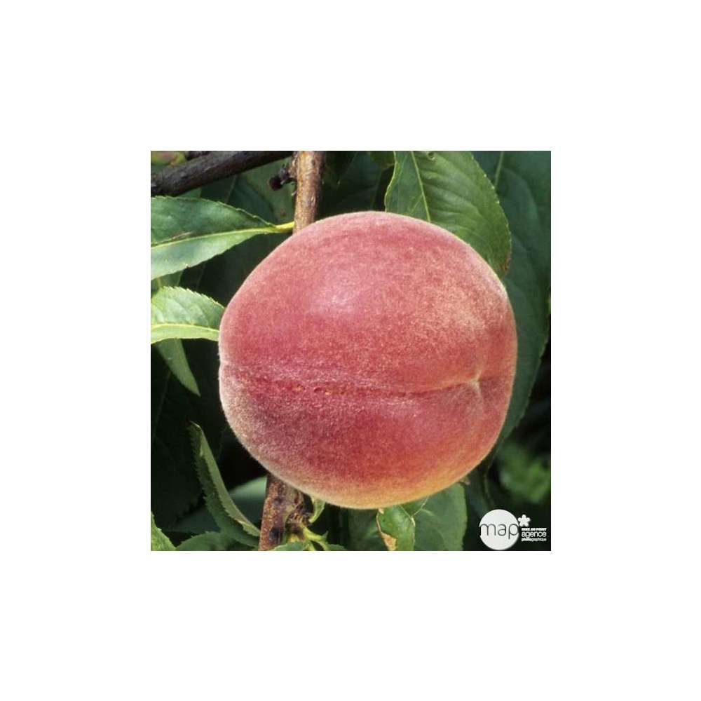 Comment cultiver un pêcher résistant aux maladies : Dixired