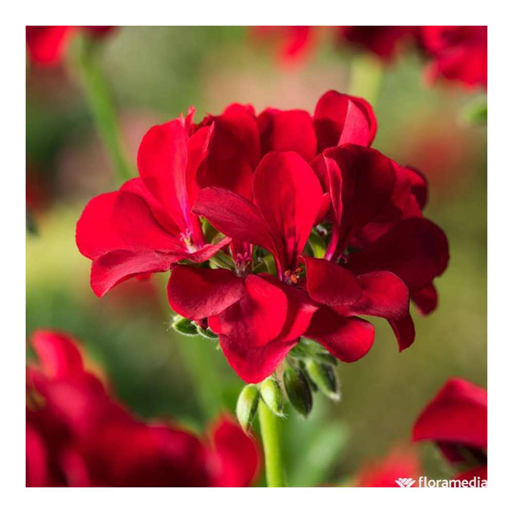 Les secrets du geranium lierre double rouge