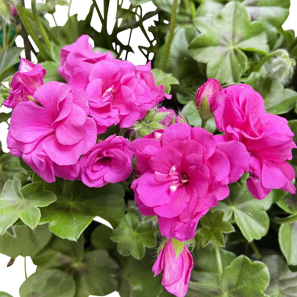 Les secrets du geranium lierre double rouge